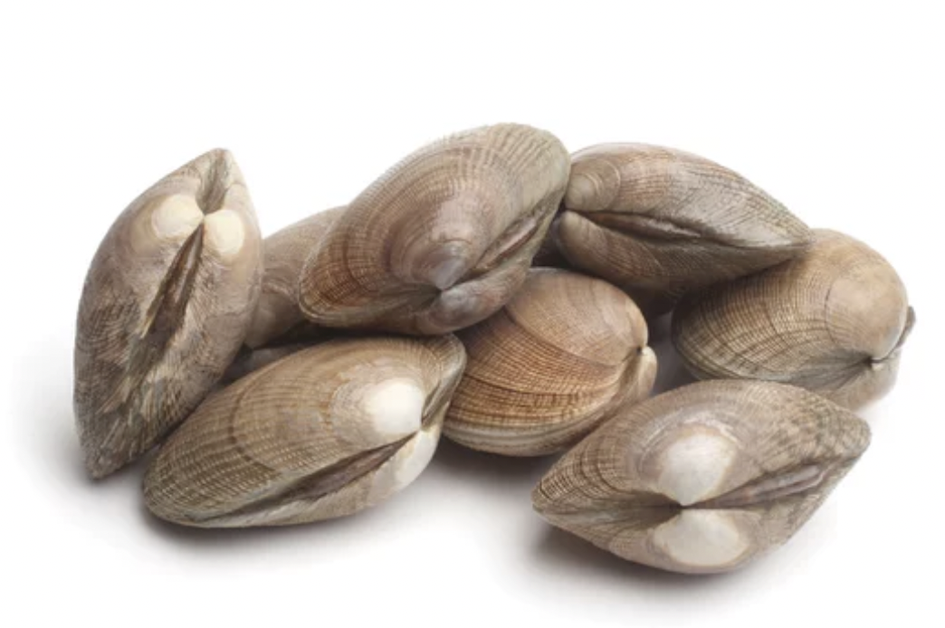 「貝の種類をしっかりと見て！」アサリを採取で88Kドルの罰金（5/23） | LALALA USA